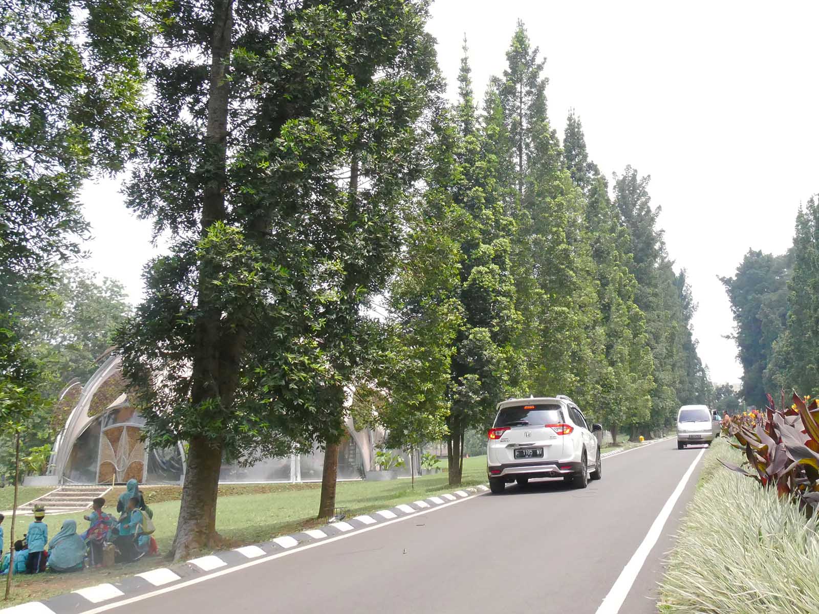 アガチス|世界の木材・樹木|8-樹木|木の情報発信基地